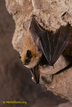 Learn About Bats