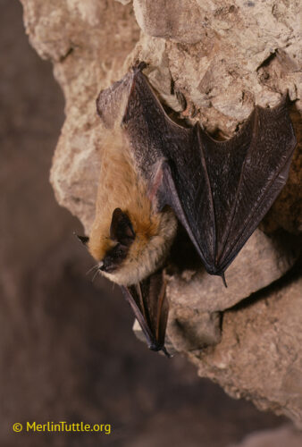 Learn About Bats