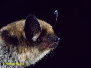 Learn About Bats