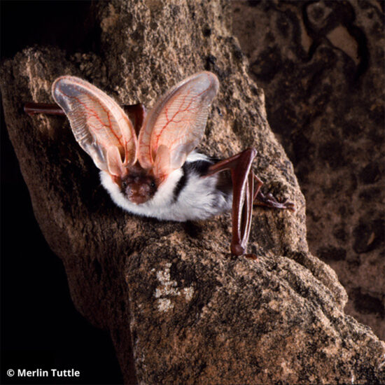 Colorado Bat Watch